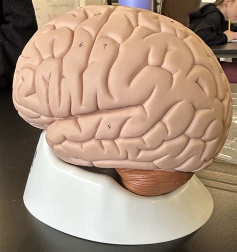 brain external structures diagram quizlet