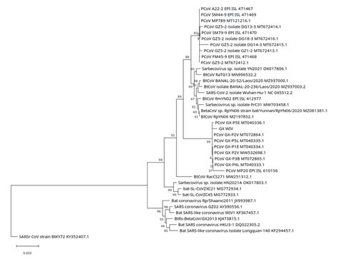 maximum likelihood tree for the n gene and partial non coding region