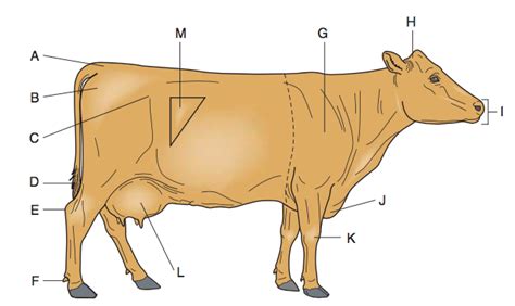 Diagram Of Bovine Quizlet