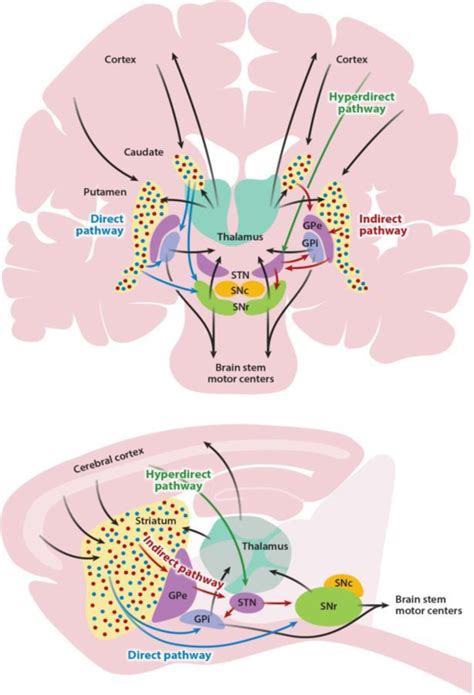 Simplified Diagram Of The Basal Ganglia Circuit In Primates Above Download Scientific