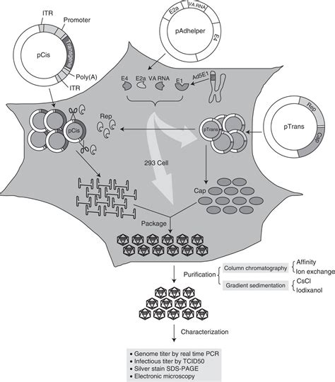Introducing Genes Into Mammalian Cells Viral Vectors