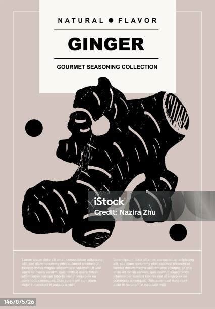 생강 향신료 허브 추상적인 그리기 디자인의 유기농 제품의 포스터 세트 음식 준비 및 요리를위한 라벨 또는 포스터 심플하고 평평한