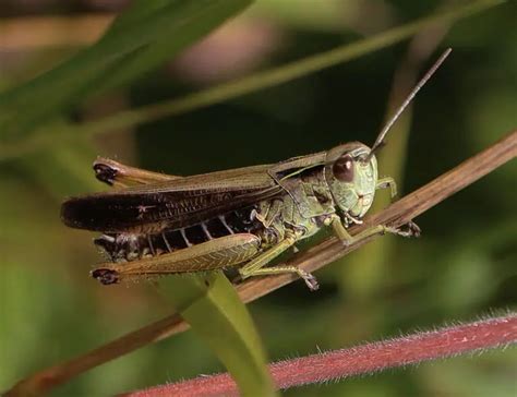 17 Types Of Grasshoppers Species Facts And Photos