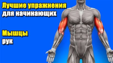 КАК НАКАЧАТЬ РУКИ У ЛУЧШИЕ УПРАЖНЕНИЯ НА БИЦЕПС И ТРИЦЕПС ДЛЯ НАЧИНАЮЩИХ Youtube