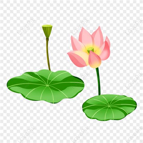 연꽃과 연꽃 Png 일러스트 무료 다운로드 Lovepik