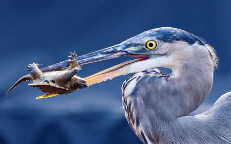 The Snapper Survived The Story Behind The 2023 Virginia Wildlife Photography Showcase Cover
