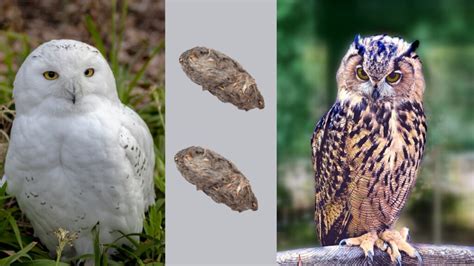 What Is An Owl Pellet Exploring The Remarkable Biological Process Behind Owl Digestion Home What Is An Owl Pellet Exploring The Remarkable Biological Process Behind Owl Digestion Home