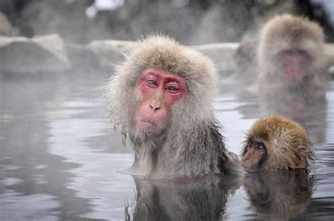 How To See Snow Monkeys In Japan Two Wandering Soles