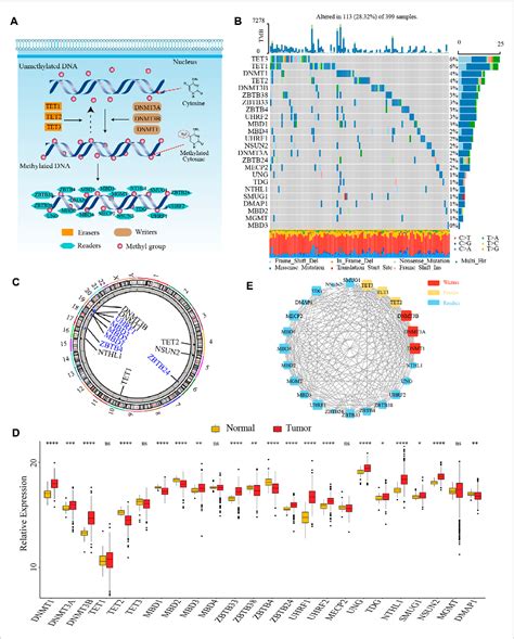 Figure 1 From Dna Methylation Regulator Mediated Modification Pattern