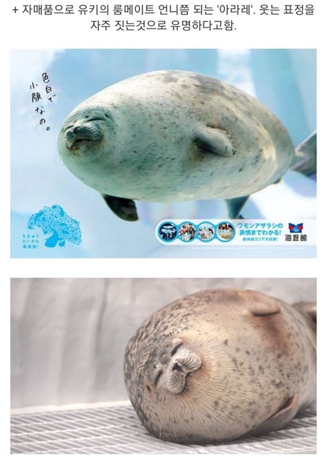 귀여운 물범 인형  유머 움짤 이슈 에펨코리아