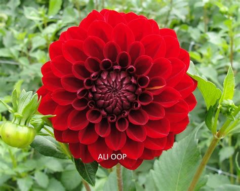 Ali Oop Dahlia Tuber Happy Hollow Farm