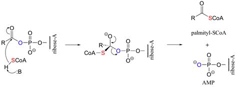 218 Chemistry Of Thioesters And Acyl Phosphates Biological Carboxylic