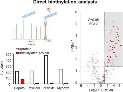 A Straightforward Interpretation Of Proximity Labeling Through Direct Biotinylation Analysis
