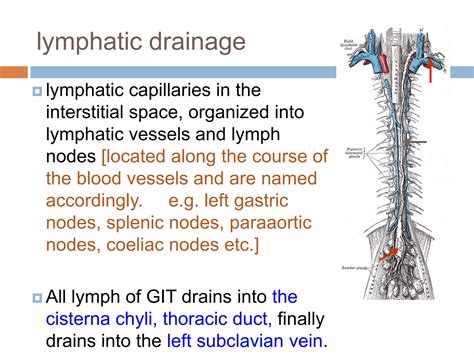 Lymphatic Drainage Of Major Organs Pptx