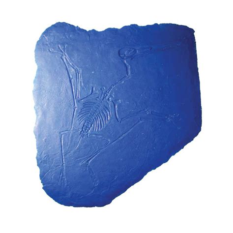 Pterodactyl Fossil Pacific Concrete Images