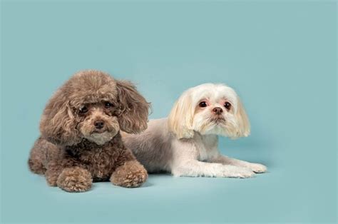 The Shih Tzu Cockapoo An Expert Guide To The Adorable Hybrid Breed