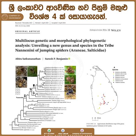 පරිසර සමාගම ශ්‍රී ලංකාවට ආවේණික නව පිනුම් මකුළු විශේෂ 4 Facebook