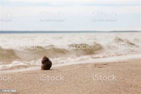모래 해안에 젖은 갈색 달팽이 조개 더운 나라에서 여름 방학 개념 가리비에 대한 스톡 사진 및 기타 이미지 가리비 개념 개념과 주제 Istock