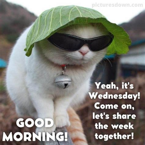 Funny Good Morning Wednesday Image Flying Cat