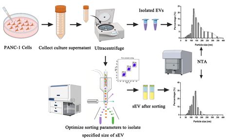 Optimization Of Flow Cytometric Sorting Parameters For High Throughput Isolation And