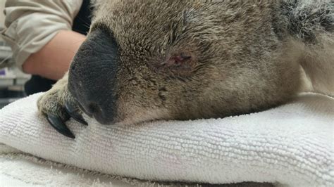 Sidelined Antibiotic Could Be Koalas Salvation From Chlamydia Iflscience