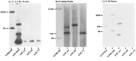 Figure 1 From The Human Beta Globin Locus Introduced By Yac Transfer