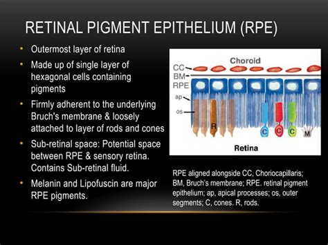 Anatomy Of Retina And Visual Pathwaypptx Anatomy Of Retina And Visual Pathwaypptx