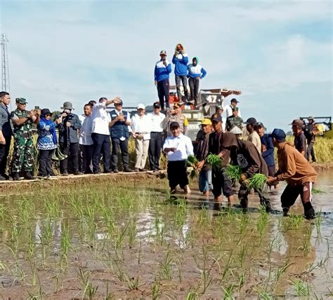 Menteri Pertanian Andi Amran Sulaiman Panen Padi Bersama Petani di Gowa - Rakyat Sulsel