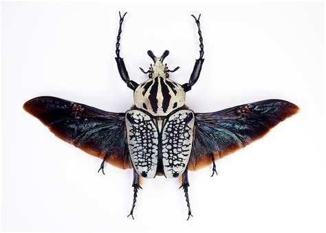 Premium Photo Beetle Isolated On White Goliathus Orientalis Black
