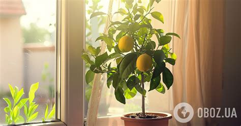Лимон як виростити вдома з кісточки інструкція Oboz Ua