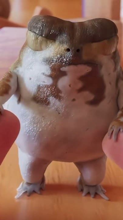 개구리 개구리 개구리 개구리 구독좀 Youtube