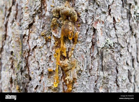 Tree Resin Hi Res Stock Photography And Images Alamy