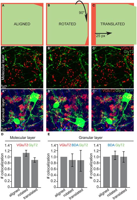 Quantification Of Potential Colocalization In Thick Slices Also Returns Download Scientific