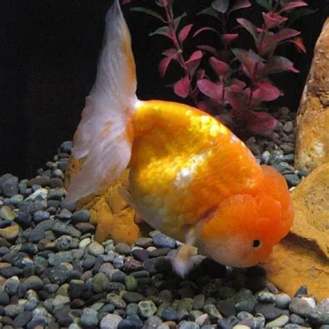 16 Types Of Common And Fancy Goldfish With Pics Pond Informer