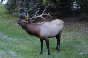 Sex And The Elk Philip Yancey