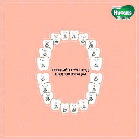 Хүүхдийн сүүн шүд хэзээ ургадаг вэ🧐🧐🧐 Huggies Mongolia Facebook