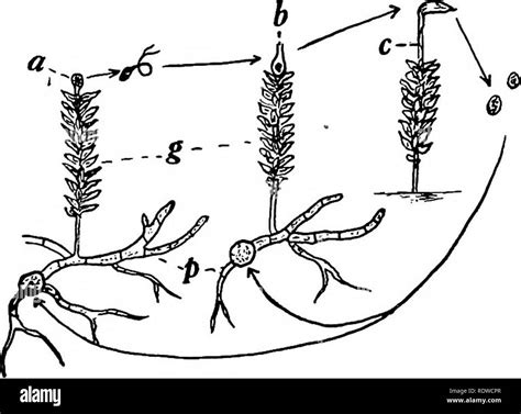 Moss Protonema Black And White Stock Photos Images Alamy