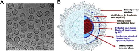 A Morphology Of Doxil By Cryo Tem B Illustration Of The Structure