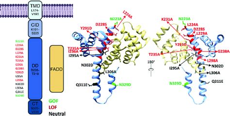 Schematic Representation Of Fas Synthetic Receptor And Structure Based Download Scientific