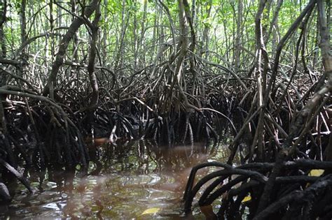 Mangrove Forest Nusa Lembongan Aktuelle 2020 Lohnt Es Sich Mit Fotos