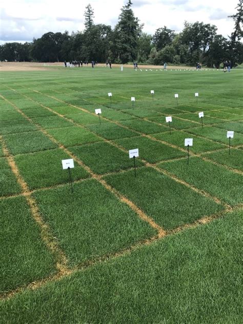 Field Days Showcase The Seed Industry