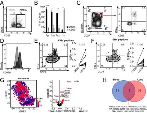 Cd29 Identifies Ifn γproducing Human Cd8 T Cells With An Increased Cytotoxic Potential Pnas