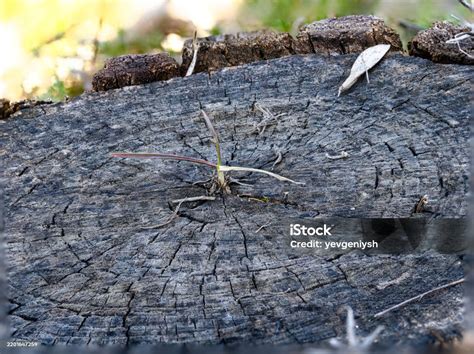 나무 그루터기가 자라는 작은 식물이 있는 매크로 사진 그루터기에는 오래된 나무의 전형적인 균열과 질감이 있습니다 그루터기 중앙에서 얇은 잎을 가진 작은 식물이 자라며 재생과