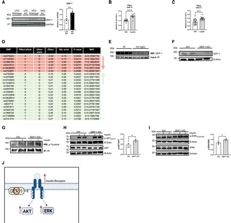 Dep 1 Is A Brain Insulin Receptor Phosphatase That Prevents The Simultaneous Activation Of