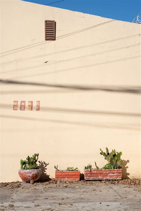 코르도바의 Sunny Wall이 만든 벽돌 화분에 심은 선인장 · 무료 스톡 사진