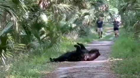 دب أسود يسترخي على درب زوار منتزه شاهد رد فعلهم حين رؤيته