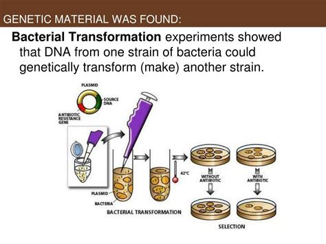 Ppt Unit 4 Dna And Its Role In Heredity Part One Dna Structure Function Powerpoint