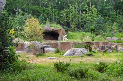 Nc Zoo Polar Bear Exhibit Expansionrenovation Clh Design Pa
