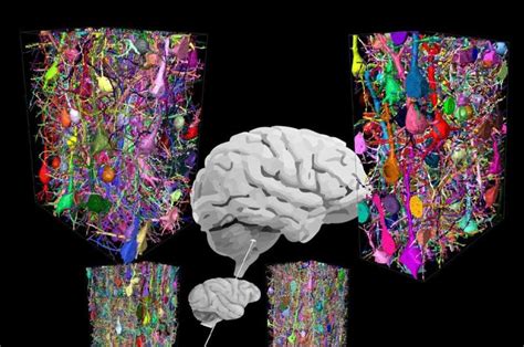 Silence For Thought Special Interneuron Networks In The Human Brain
