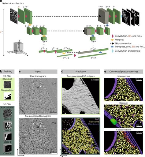 Eric Feuilleaubois Ph D On Linkedin Ai Helps Scientists Decipher Cellular Structures